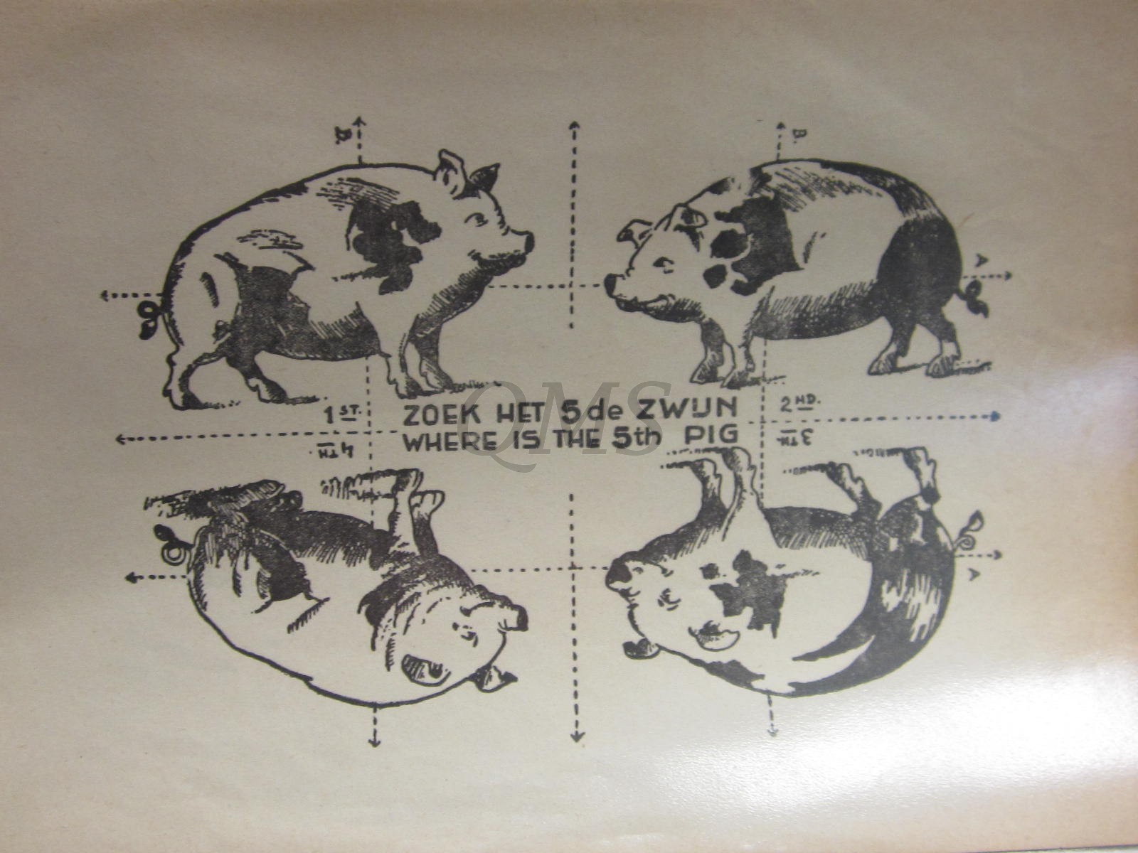 Flyer vindt het 5e varken/Flyer find the 5th pig/swine